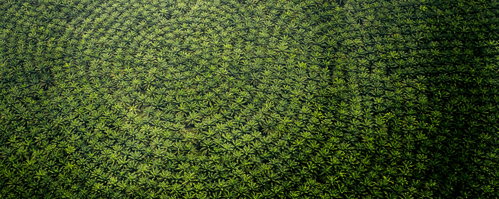 Permata Hijau Group - Palm Oil Corporation